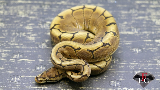 No Reserve Spider Het Monsoon Het Hypo Ball Python by FLAWLESS