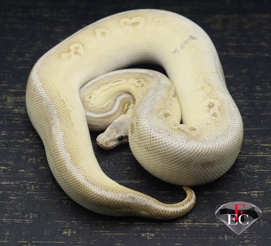 Black Pewter Butter Hypo Ball Python by FLAWLESS