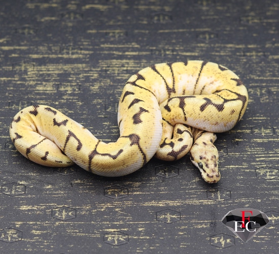 Pastel Spider DH Monsoon Hypo Ball Python by FLAWLESS