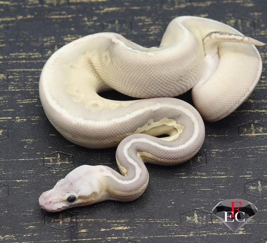 Super Black Pastel Pastel Lesser Hypo Het Genetic Stripe Ball Python by ...