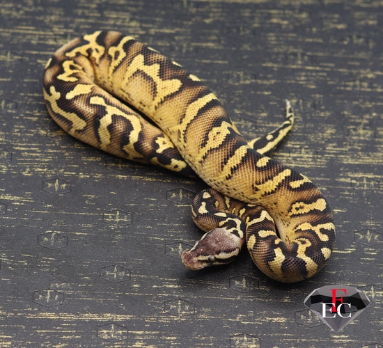 Pastel Super Asphalt Ball Python by FLAWLESS