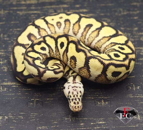 Pastel Orange Dream Yellow Belly Spotnose Clown Ball Python by Flawless