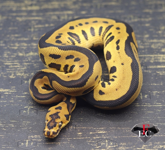 Orange Dream Yellow Belly Batman Ball Python by FLAWLESS