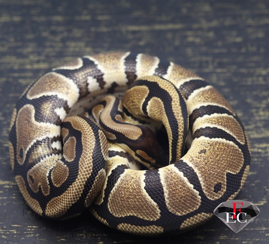 Weird Het Clown (Stranger Sired) Ball Python by Flawless