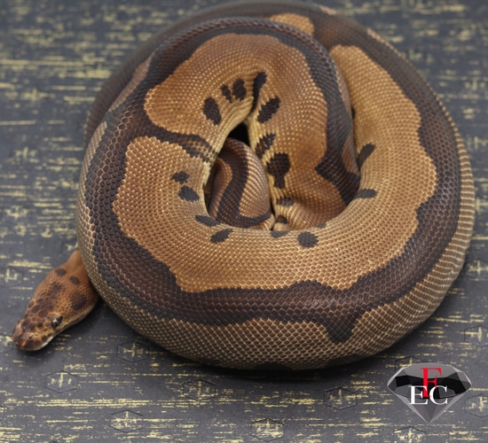 Leopard Blade Clown Ball Python by FLAWLESS