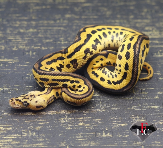 1.1 Pair OD YB SN Leopard Pastel Clown Het Pied And OD Het Clown Pos ...