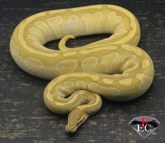 Enchi Lesser Hypo H Desert Ghost Ball Python by FLAWLESS