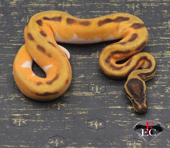🤯 Orange Dream Enchi Leopard Pied DH Hypo Ultramel Ball Python by FLAWLESS