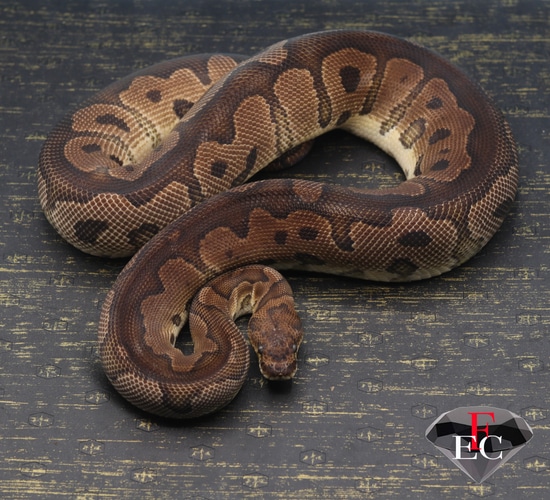 PB Harlequin Clown Ball Python by FLAWLESS