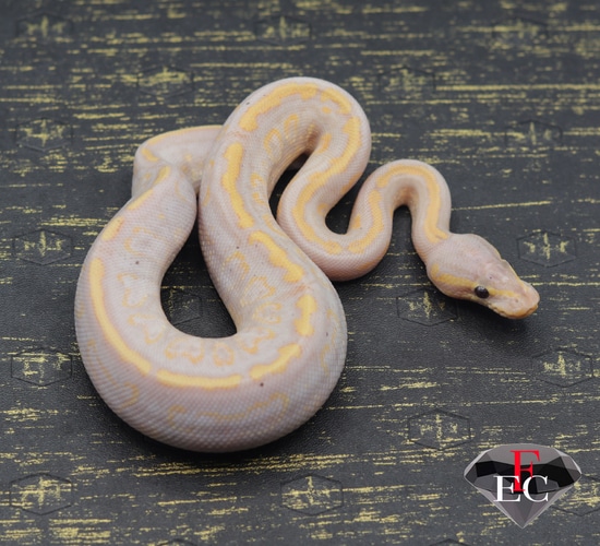 Banana Sentinel Ball Python by FLAWLESS