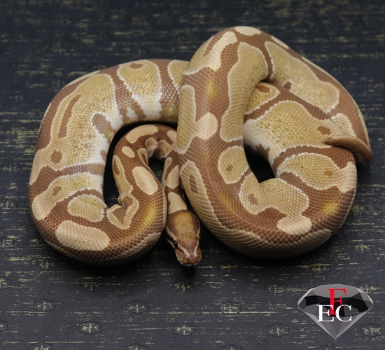Ultramel Pos DH Clown Pied Ball Python by FLAWLESS