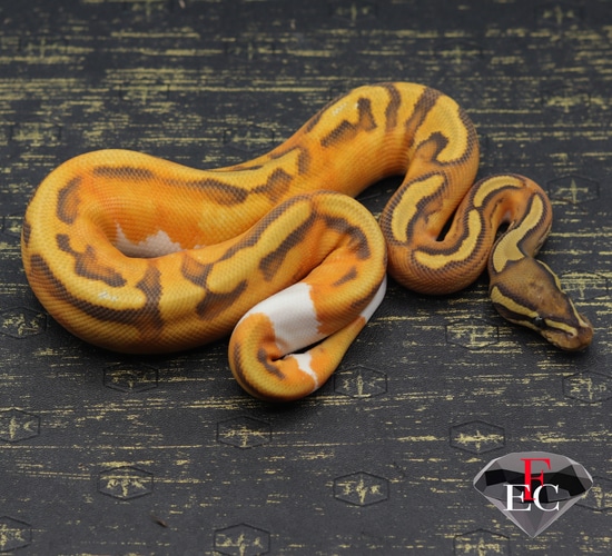 Orange Dream Enchi Hypo Pied Ball Python by FLAWLESS