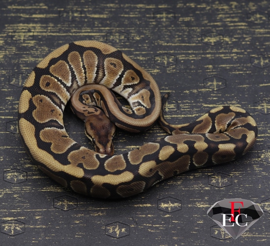 Stranger HGW Het Clown Ball Python by FLAWLESS