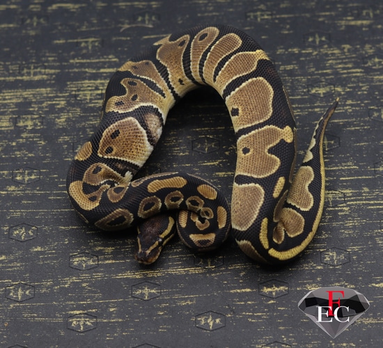 50% Het Monsoon 66% Het Pied Ball Python by FLAWLESS