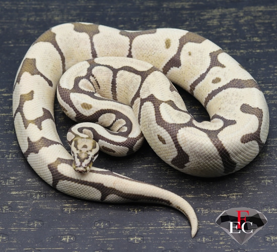 Orange Dream Spotnose Desert Ghost Ball Python by FLAWLESS