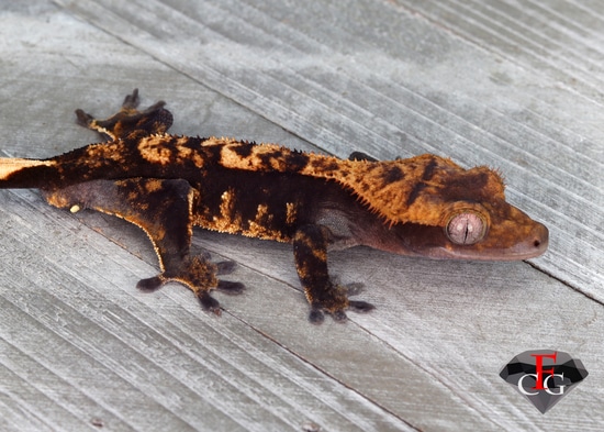 Spud Crested Gecko by FLAWLESS