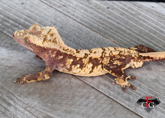 Extreme Harlequin Crested Gecko by FLAWLESS