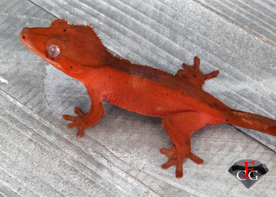 🤯 Bright Bright Unique Girl Crested Gecko by FLAWLESS