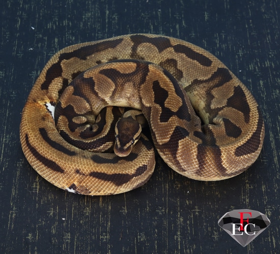 Pied Low White Ball Python by FLAWLESS