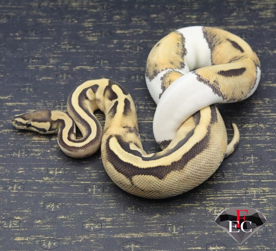 DG Pied Ball Python by FLAWLESS