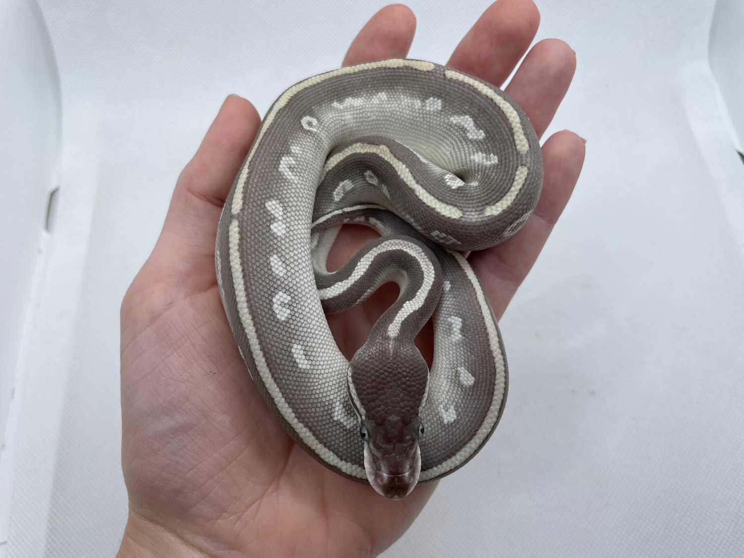 Mystic Potion Ball Python by JFlos Royal Empire - MorphMarket