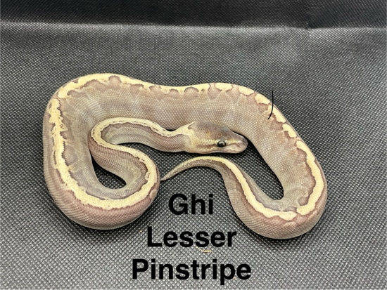 Ghi Lesser Pinstripe Ball Python by JFlos Royal Empire