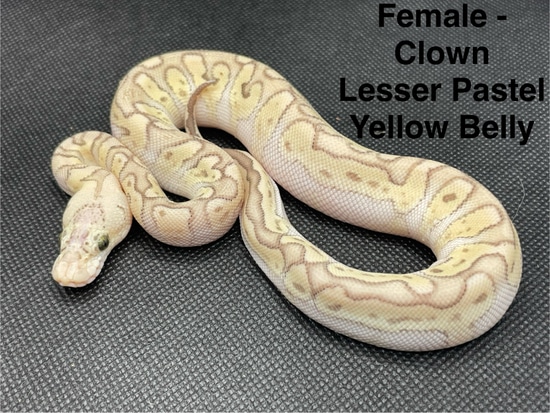 Clown Lesser Pastel Yellow Belly Ball Python by JFlos Royal Empire