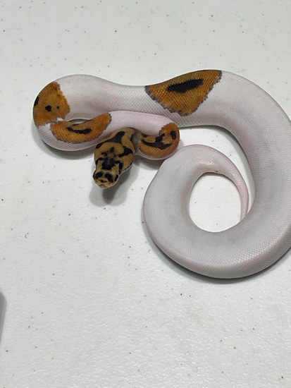 Clown Pied Ball Python by JFlos Royal Empire