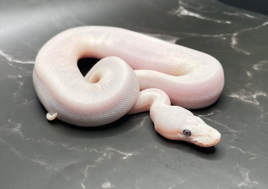 Bel Mojave Lesser Or Super Lesser Poss Pinstripe Ghi Pastel Calico ...