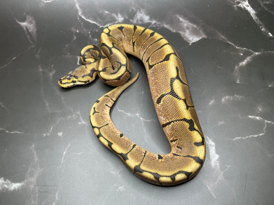 Spider Het Axanthic (VPI) Ball Python by JFlos Royal Empire