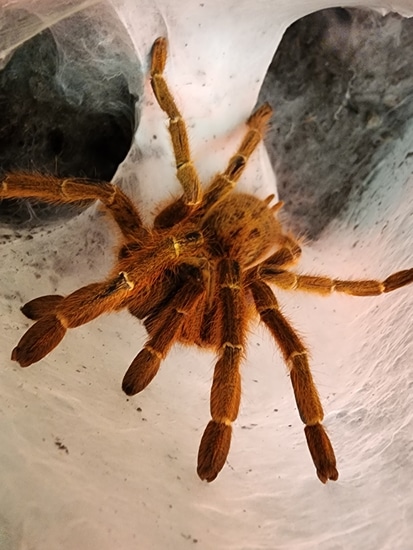 '22-Pterinochilus Murinus (OBT) Sling Tarantula by Fangs Over Fur