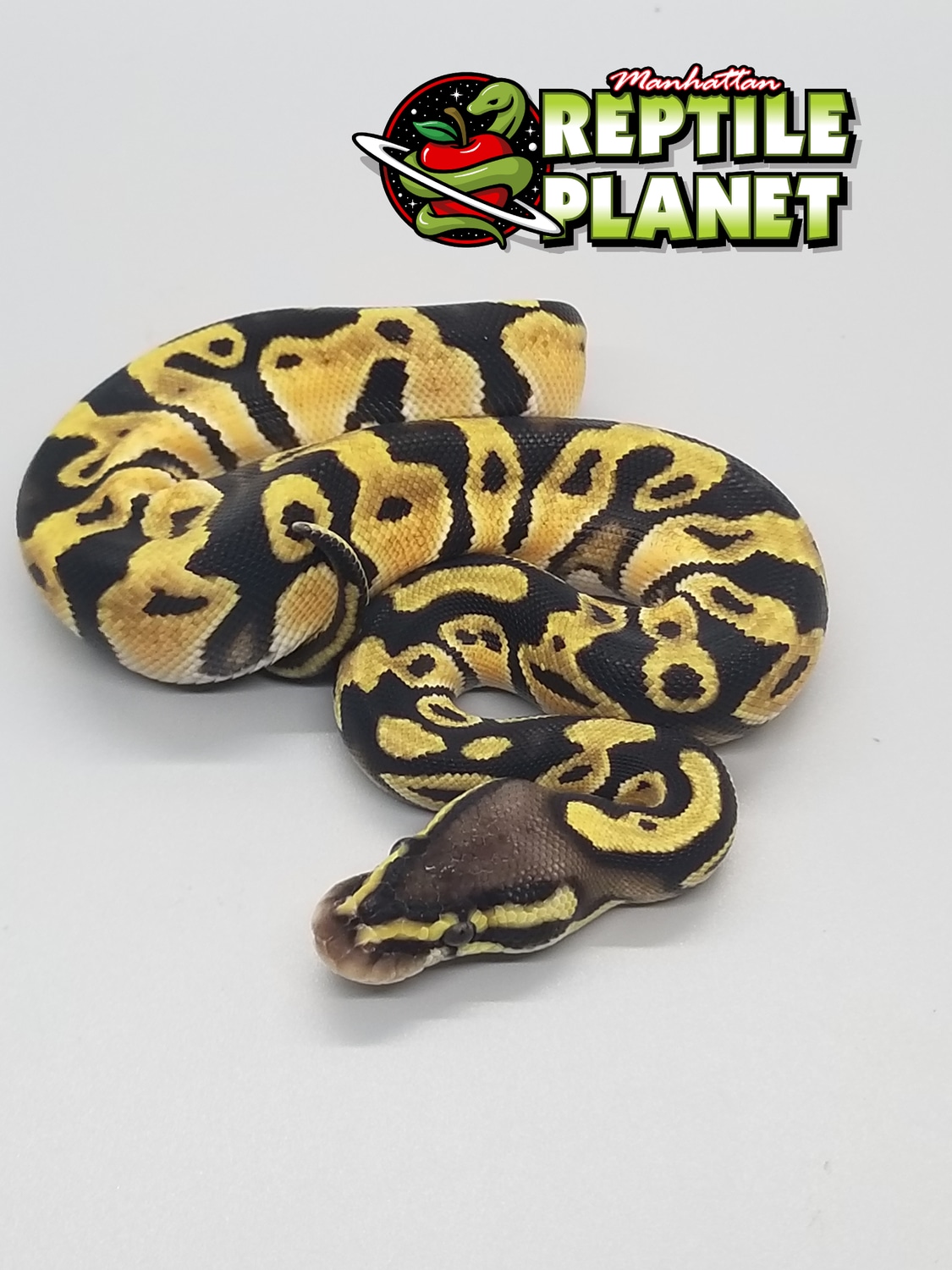 Pastel Orange Dream Ball Python by Manhattan Reptile Planet - MorphMarket