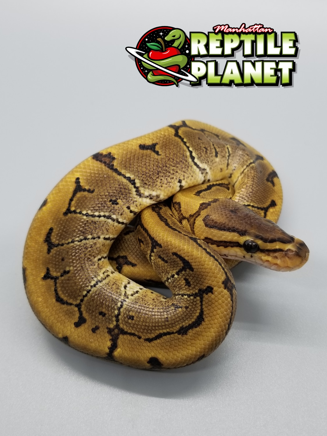 Male Pinstripe Ball Python by Manhattan Reptile Planet - MorphMarket