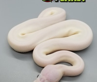 Male Pastel Phantom Ball Python by Manhattan Reptile Planet - MorphMarket