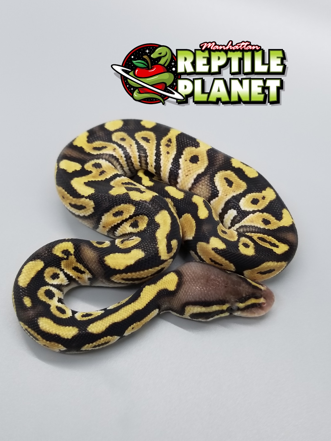 Male Pastel Phantom Ball Python by Manhattan Reptile Planet - MorphMarket
