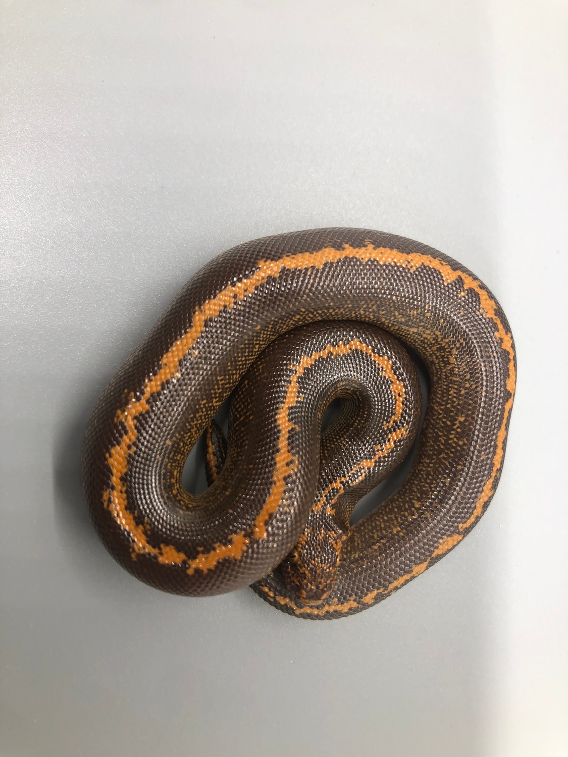 Striped Kenyan Sand Boa by Manhattan Reptile Planet - MorphMarket