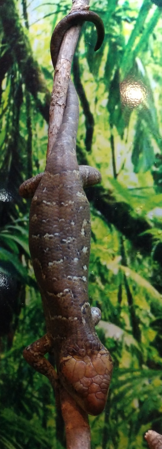 Prehensiled Tailed Skink/ Monkey-tailed Skink by Manhattan Reptile ...