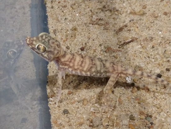 Egyptian Sand Gecko More Gecko by Manhattan Reptile Planet