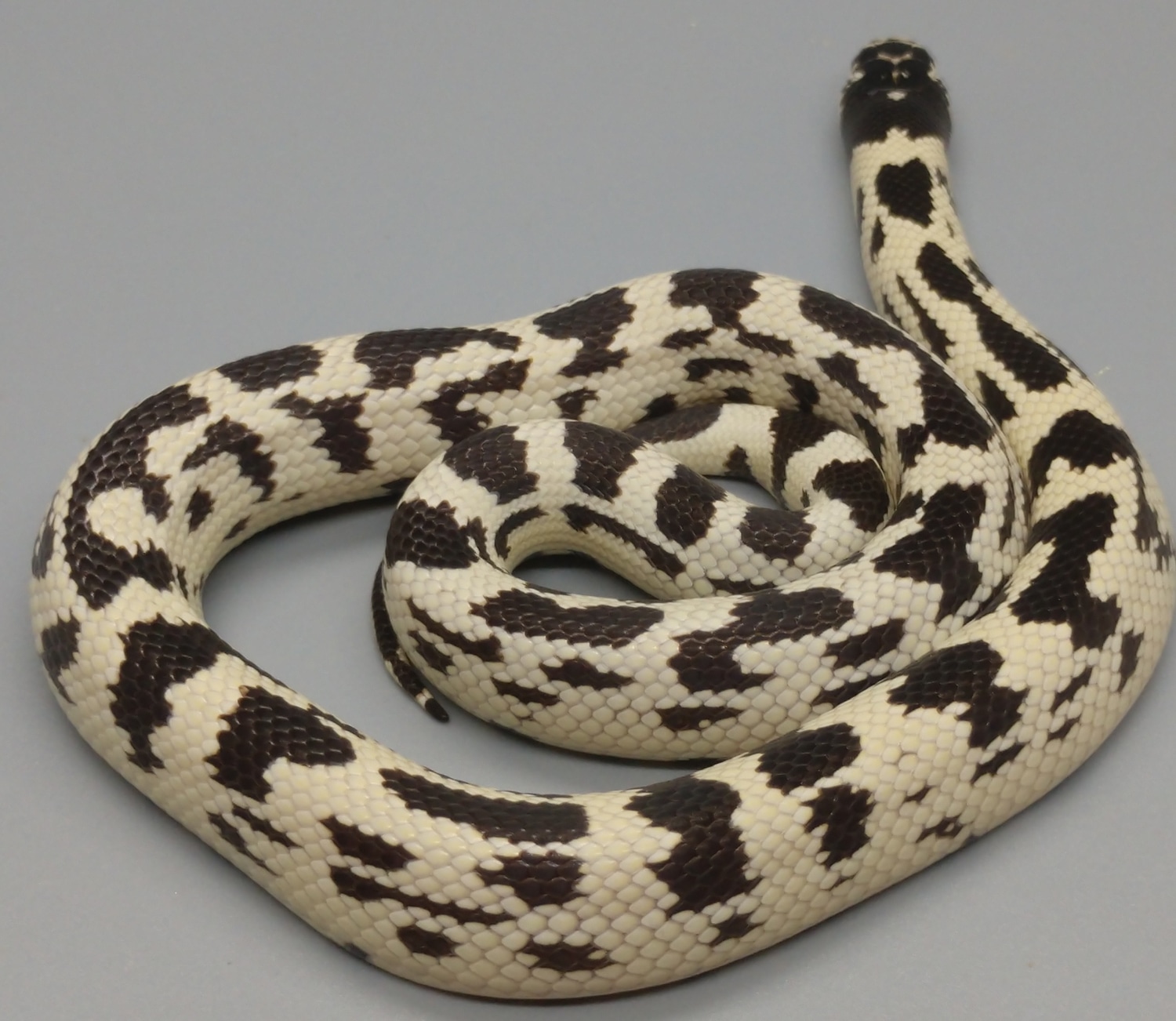 Banana King California Kingsnake by Manhattan Reptile Planet - MorphMarket