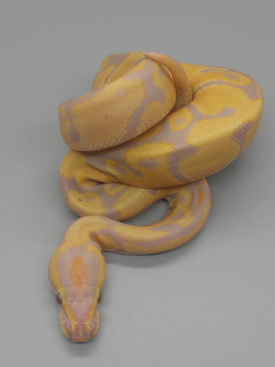 Toffee Ball Python by Manhattan Reptile Planet - MorphMarket