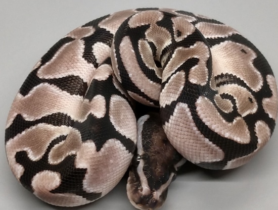 Orange Dream SK Ball Python by Manhattan Reptile Planet