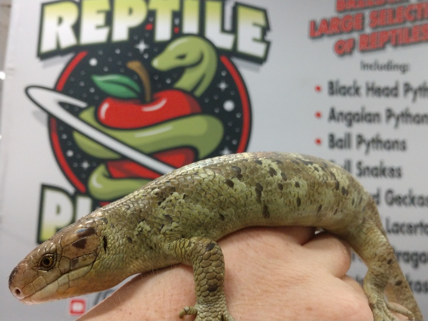 Monkey-tailed Skink by Manhattan Reptile Planet - MorphMarket