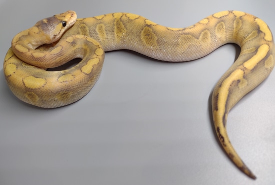 Enchi Mimosa Ball Python by Manhattan Reptile Planet