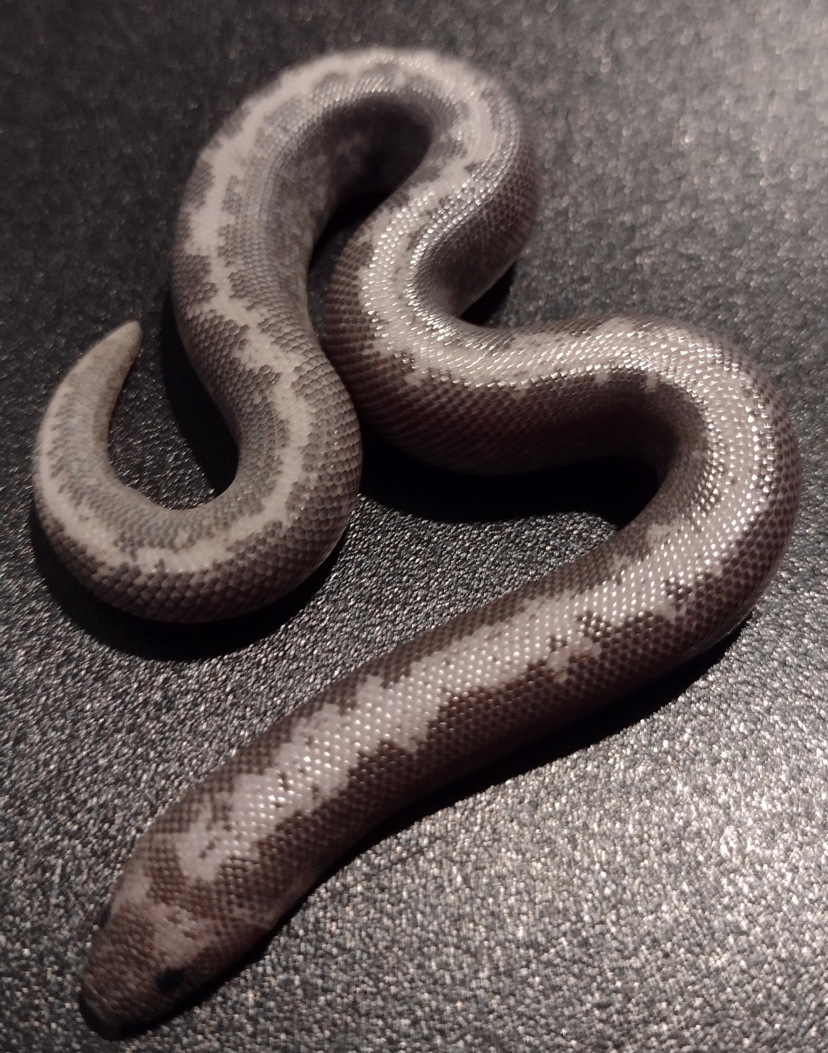 Anery Stripe Kenyan Sand Boa by Manhattan Reptile Planet - MorphMarket