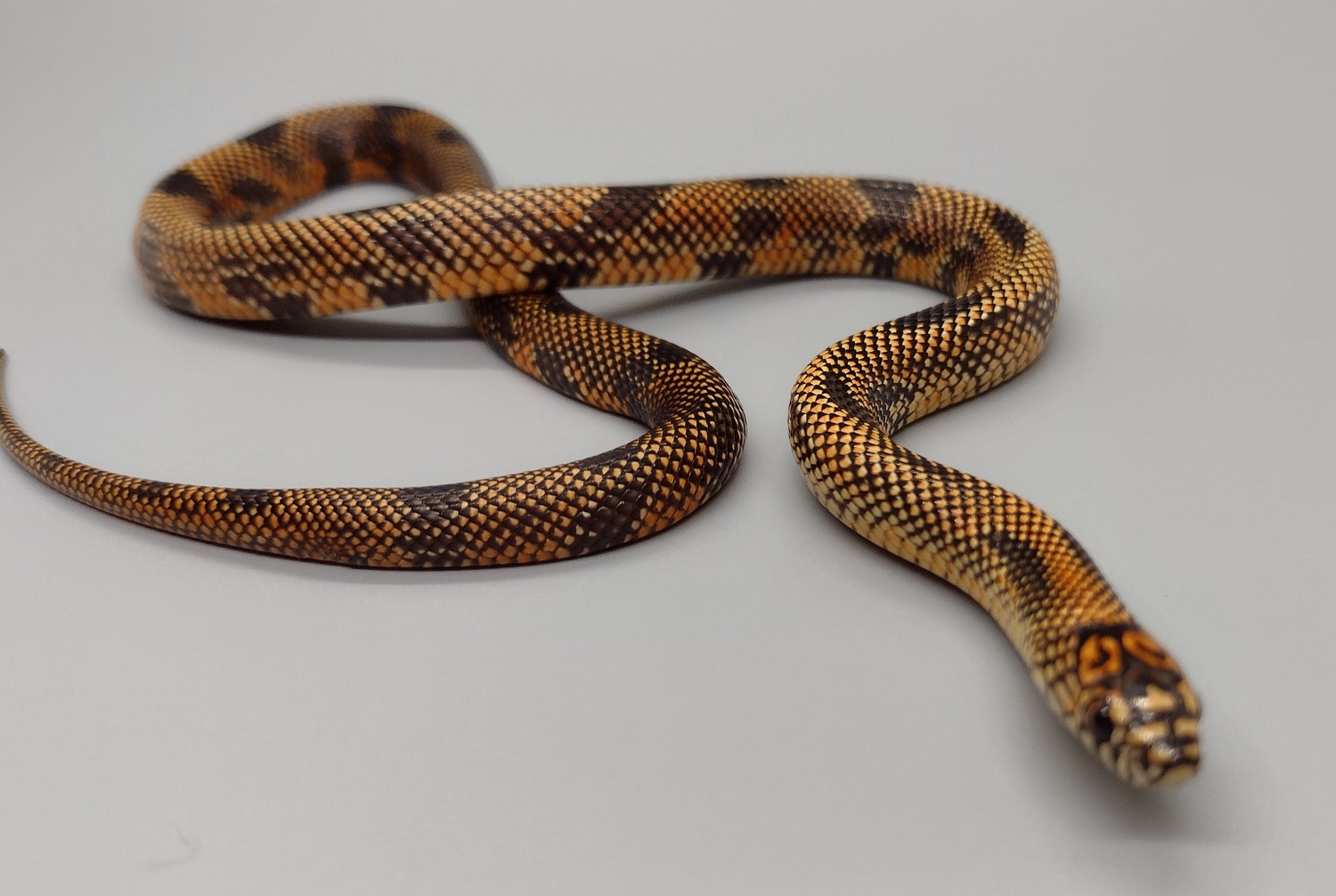 Goini King Snake Apalachicola Kingsnake by Manhattan Reptile Planet ...