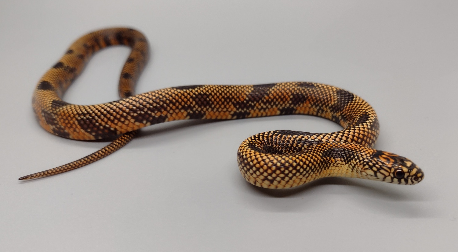 Goini King Snake Apalachicola Kingsnake by Manhattan Reptile Planet ...