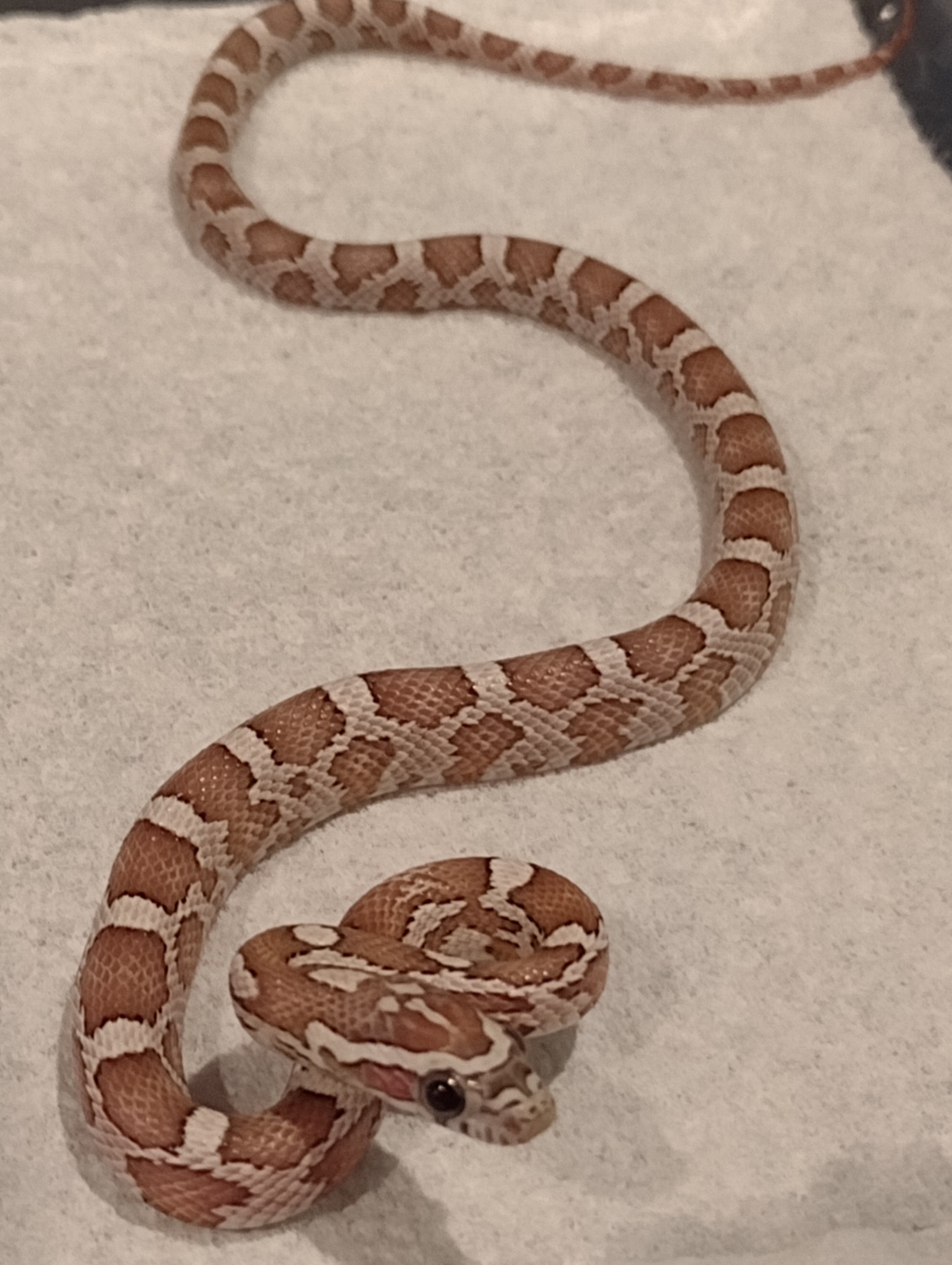 Ghost Corn Snake by Manhattan Reptile Planet - MorphMarket