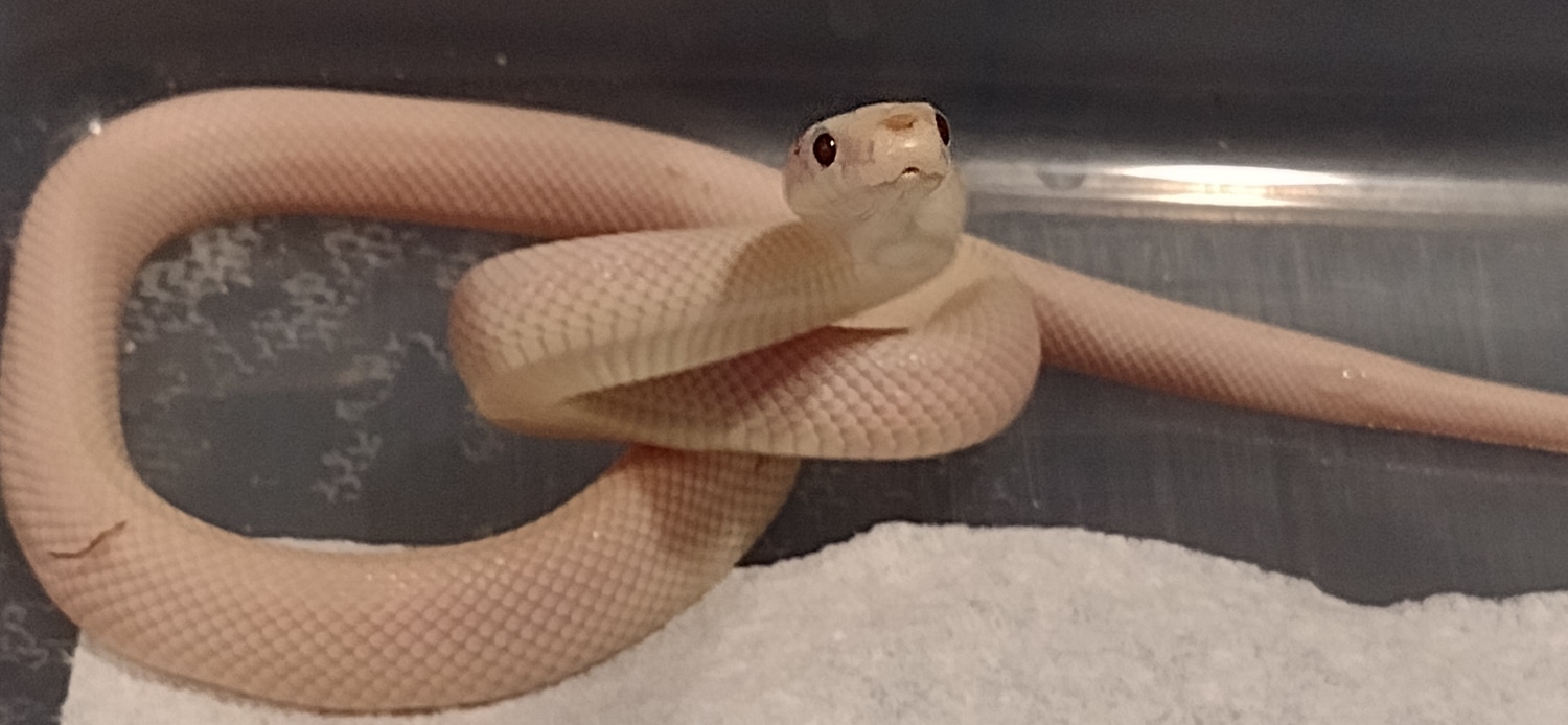 Leucistic Texas Other Rat Snake by Manhattan Reptile Planet - MorphMarket