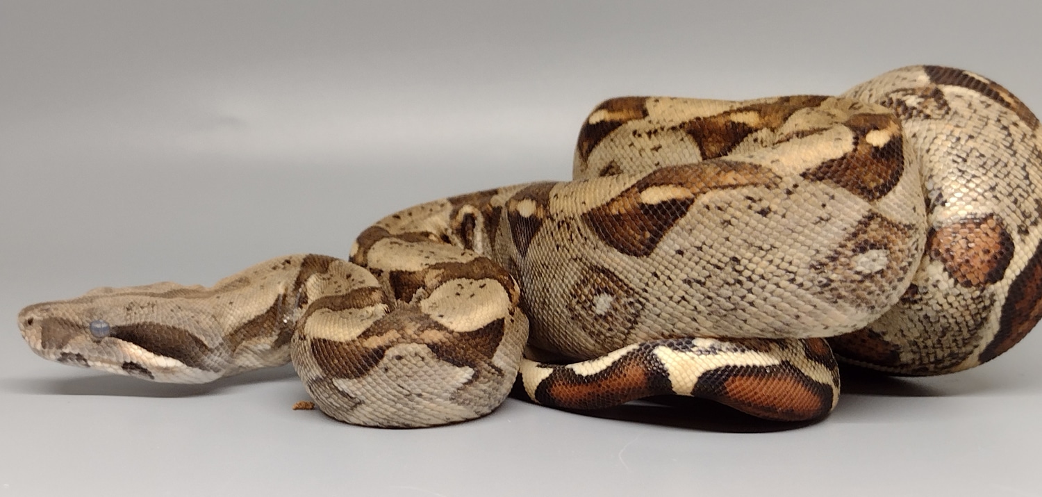 Columbian Red Tail Boa Boa Constrictor by Manhattan Reptile Planet ...