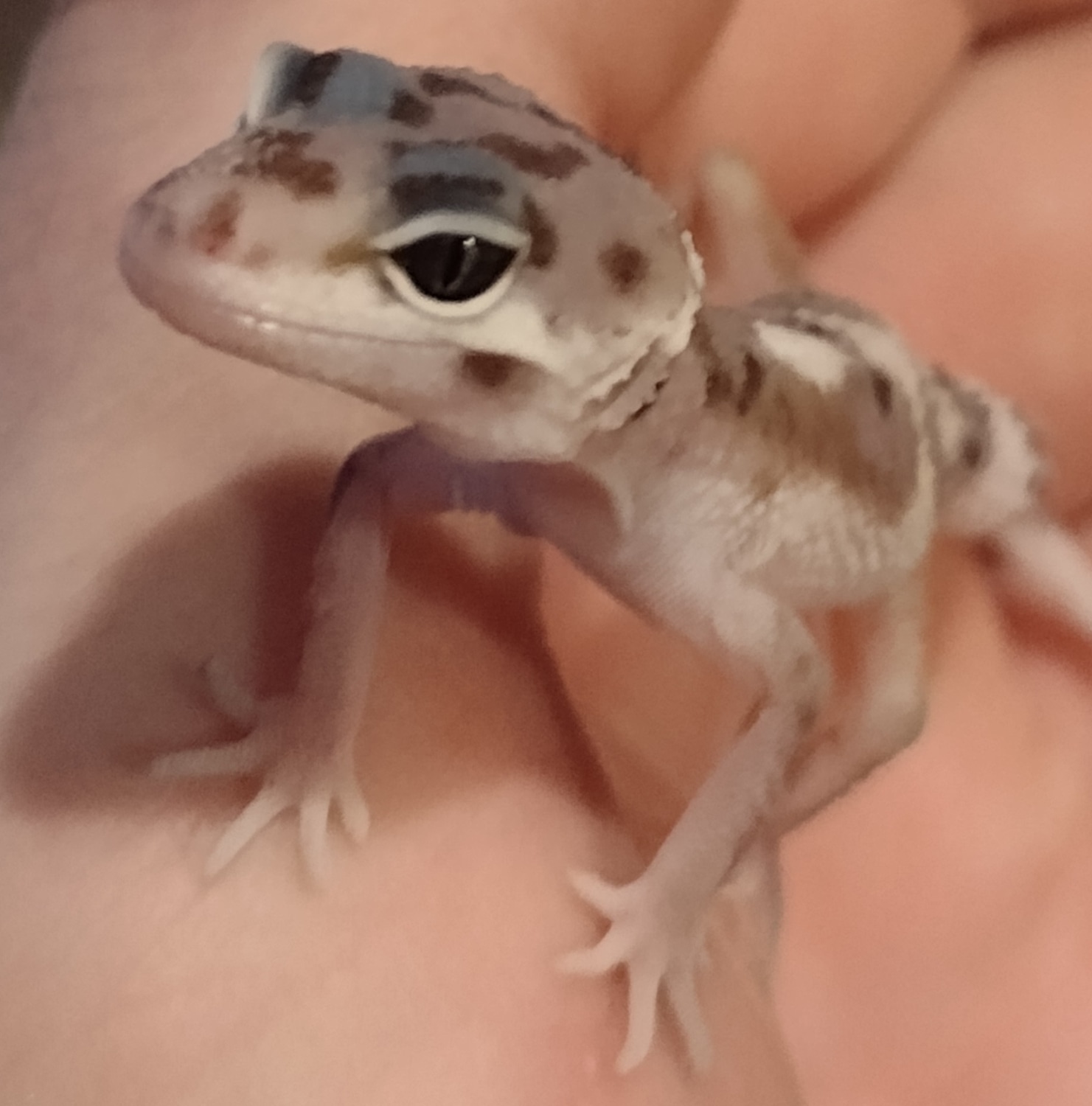 Mac Snow Leopard Gecko by Manhattan Reptile Planet - MorphMarket